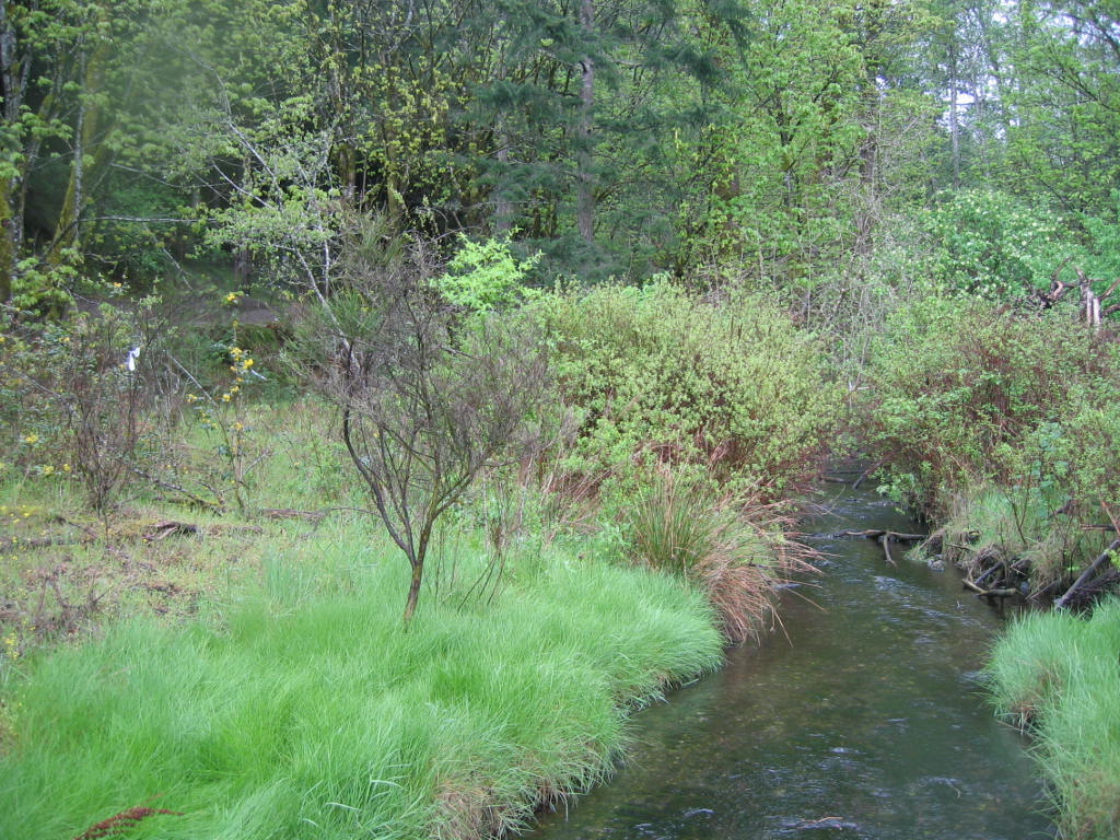 Side Channel Creation and Dam Removal - Anchor QEA