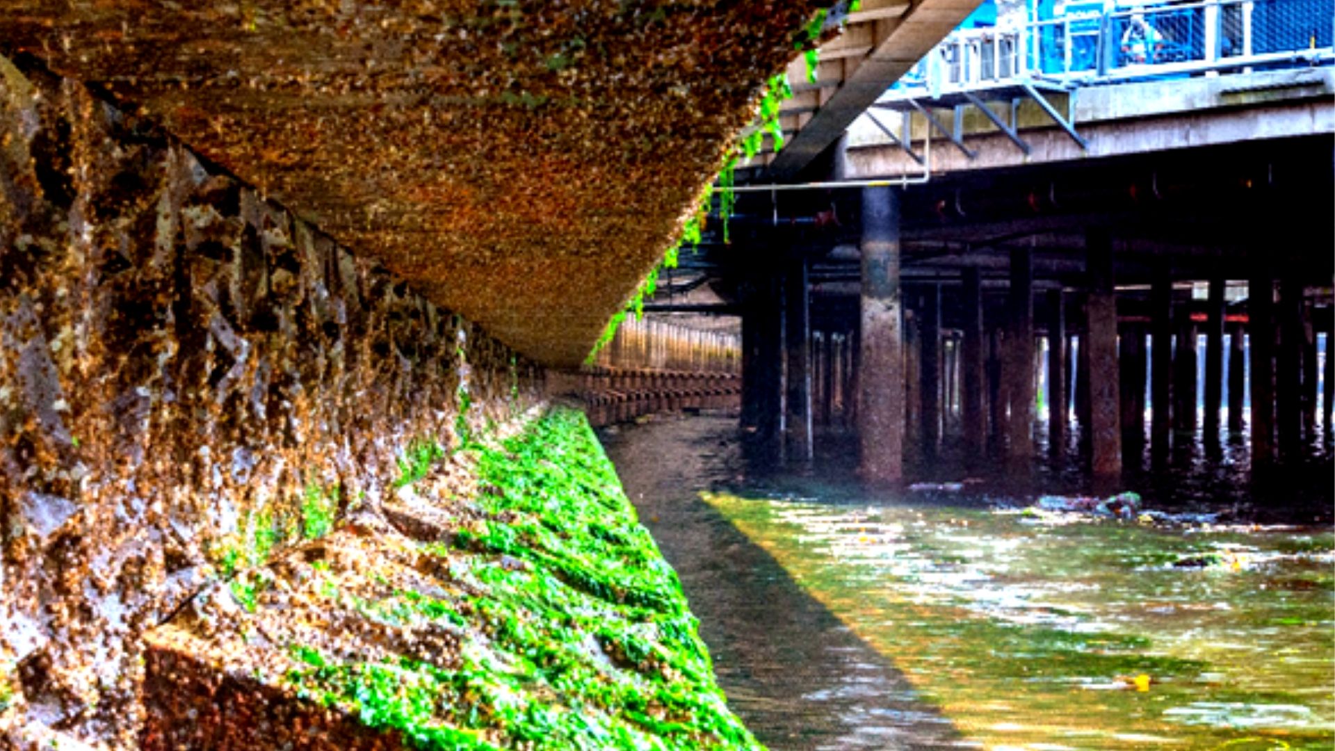 Life Is a (Fish) Highway - Anchor QEA